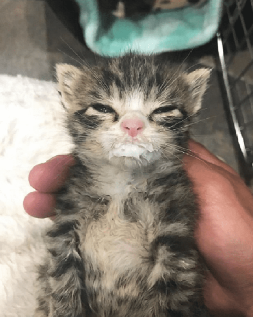 Hilarious Insights Into Foster Cat & Kittens Silly Faces, Goofy Antics ...