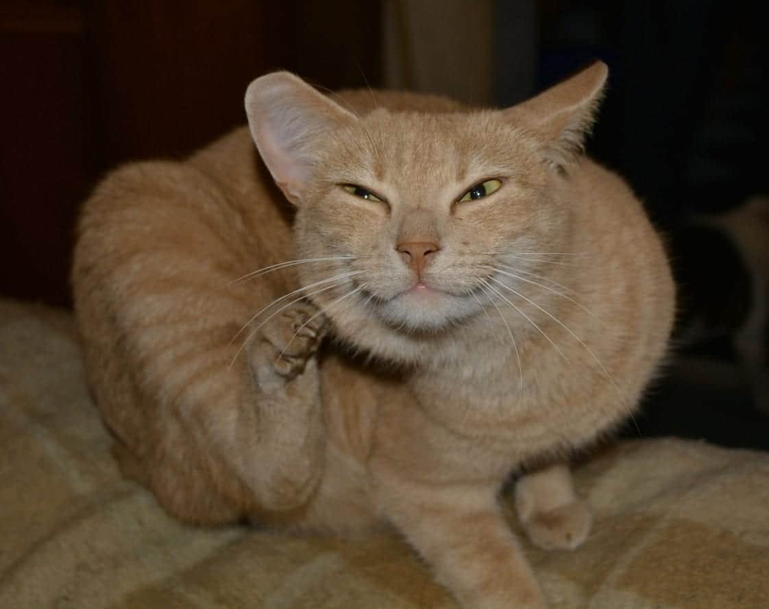 Dermatitis In Cats: What You Need To Know - Cole & Marmalade