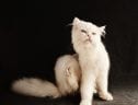 Dermatitis In Cats: What You Need To Know - Cole & Marmalade