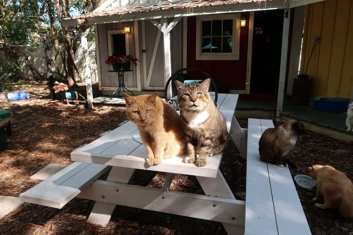 Senior Cat Finds The Purrfect Retirement Home After Owner Moves Into ...