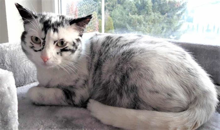 The Amazing (And Beautiful) Reasons Why Your Cat's Fur Can Change Color ...