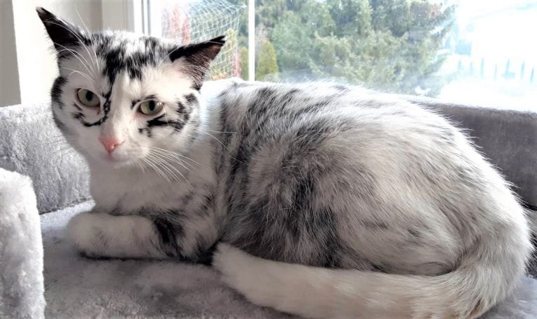 The Amazing (And Beautiful) Reasons Why Your Cat's Fur Can Change Color ...