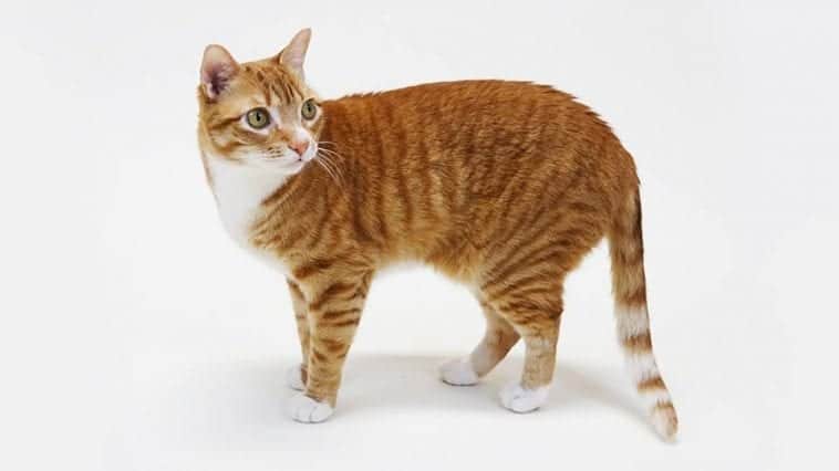 How To Tell The Difference Between Torbie, Tortie, Calico And Tabby ...