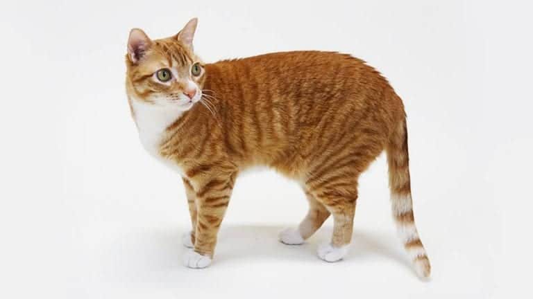 How To Tell The Difference Between Torbie, Tortie, Calico And Tabby ...