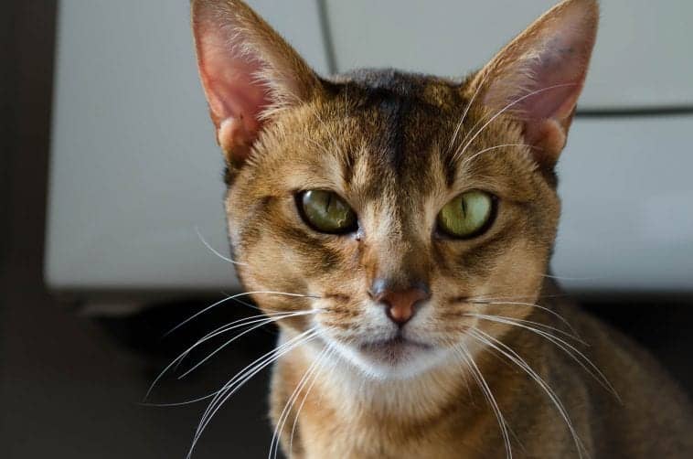 9 Of The Oldest Cat Breeds Still Around Today - Cole & Marmalade