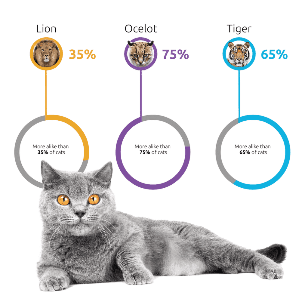 New DNA Test Just For Cats Can Unlock Your Feline's Breed History ...