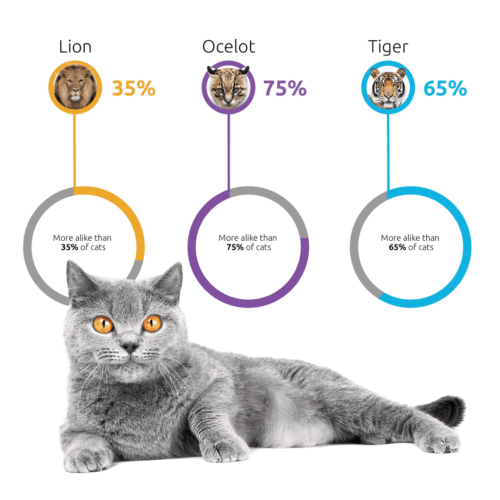 New DNA Test Just For Cats Can Unlock Your Feline's Breed History ...
