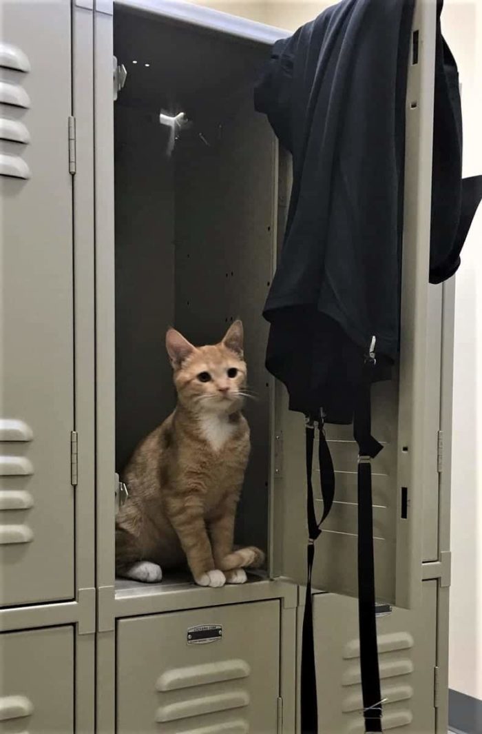 Police Cat Receives Promotion After Coercing Confession From Suspect ...