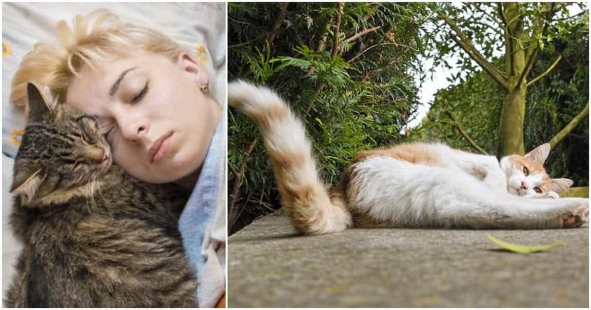 CPR For Cats: What Every Cat Owner Should Know - Cole & Marmalade