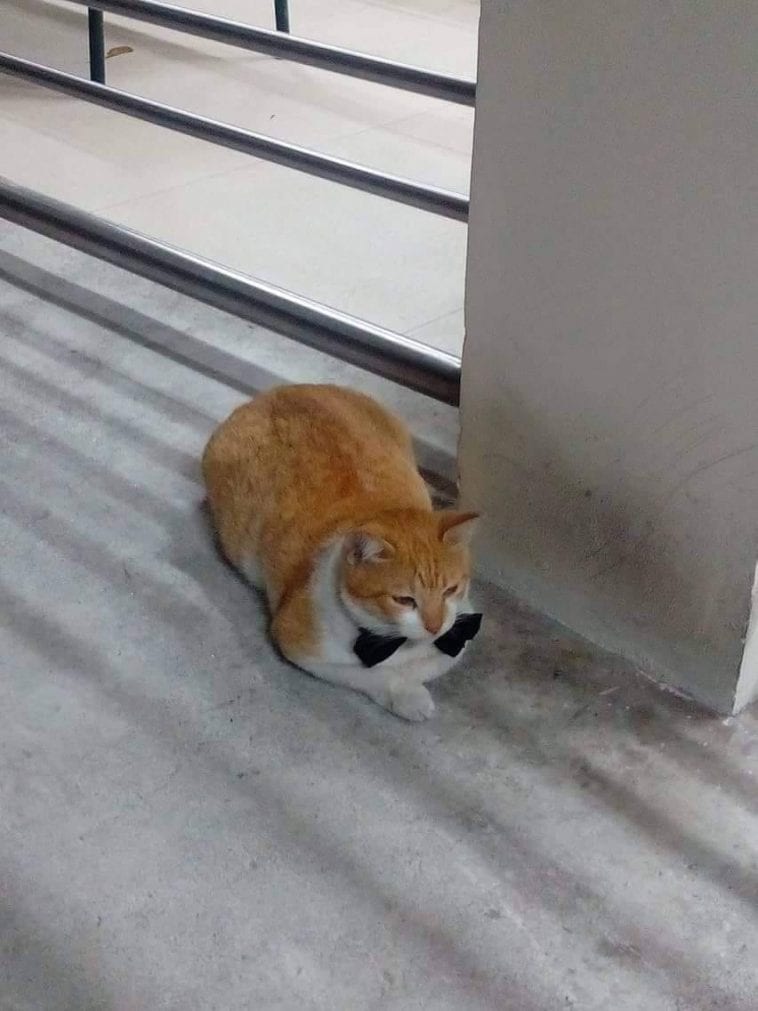 (WITH UPDATE) Illness Forces University's Cat Mascot Archer To Graduate ...