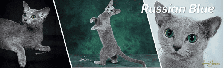 A Fun Collection Of Facts About The Russian Blue Cat Breed - Cole ...