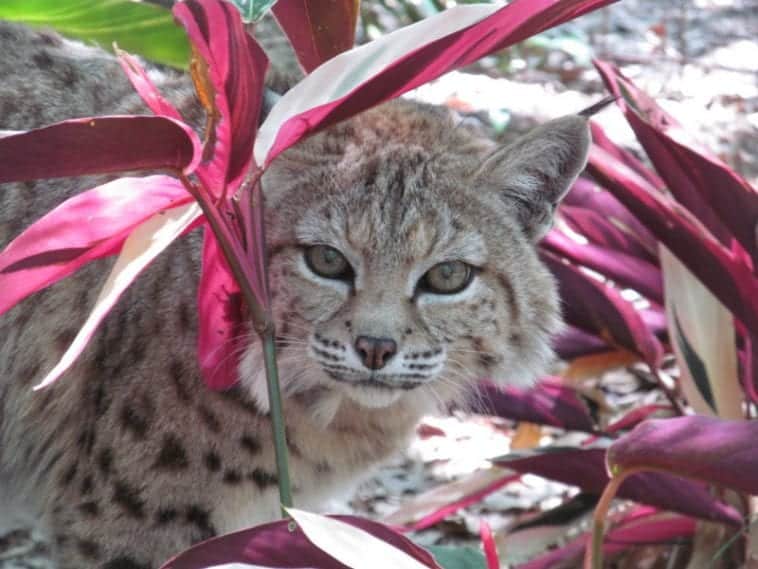 Oldest Resident At Big Cat Rescue; Bobcat Tiger Lilly Celebrates Her ...