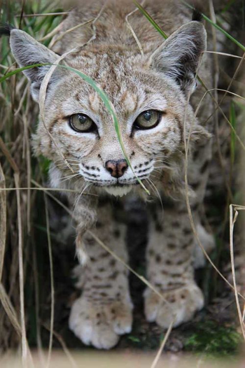 Oldest Resident At Big Cat Rescue; Bobcat Tiger Lilly Celebrates Her ...