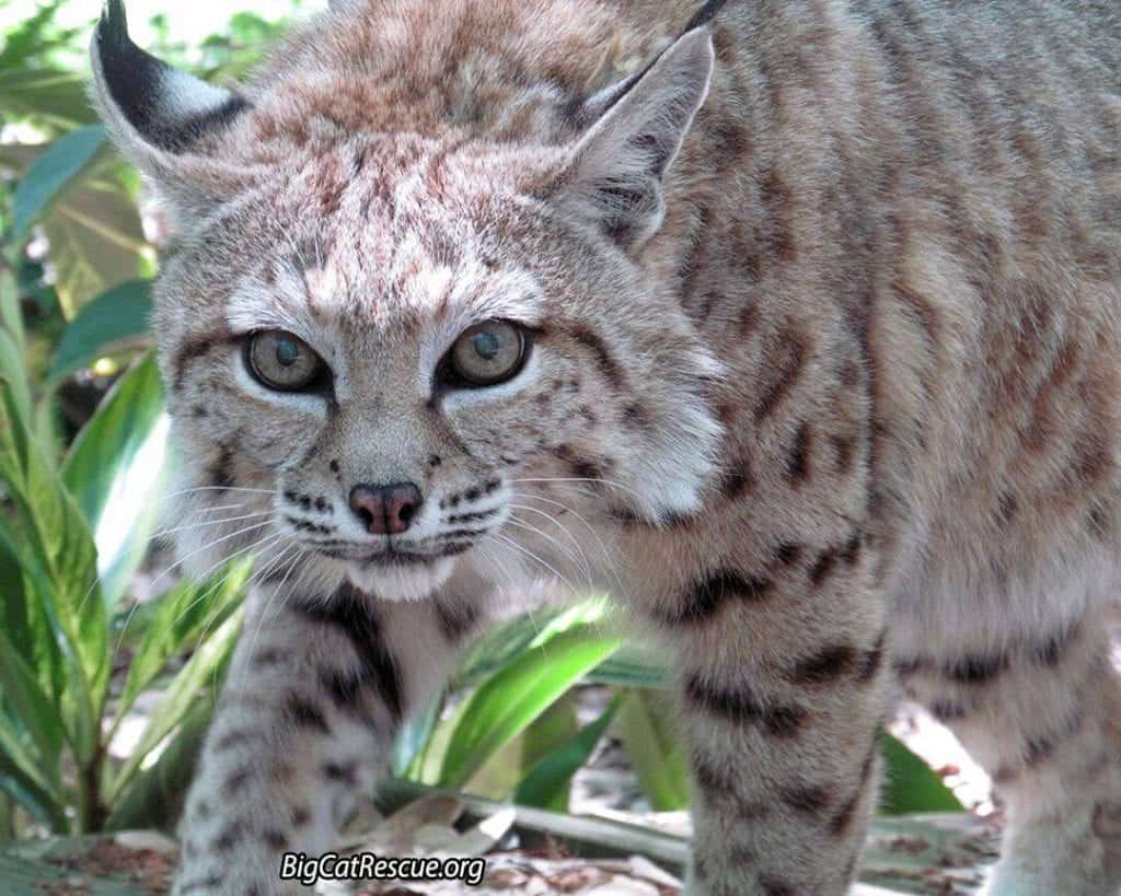 Oldest Resident At Big Cat Rescue; Bobcat Tiger Lilly Celebrates Her ...