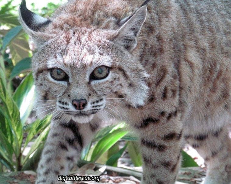 Oldest Resident At Big Cat Rescue; Bobcat Tiger Lilly Celebrates Her ...
