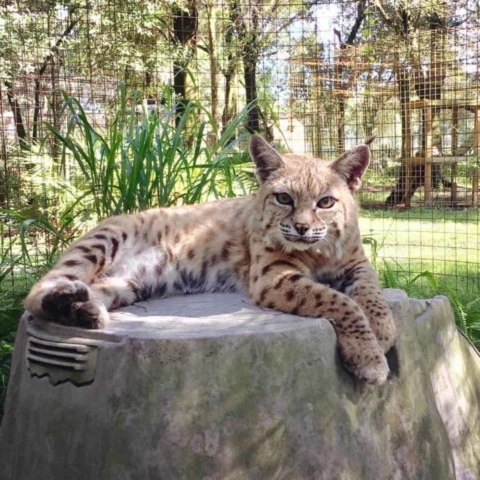 Oldest Resident At Big Cat Rescue; Bobcat Tiger Lilly Celebrates Her ...