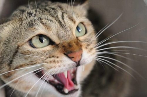 Signs Of Aggression In Cats And How To Help - Cole & Marmalade
