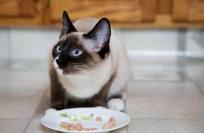 6 Signs Your Cat Is Stressed-And How To Help! - Cole & Marmalade