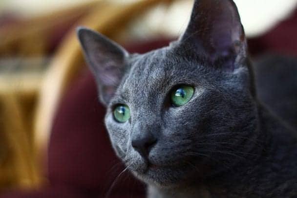 A Fun Collection Of Facts About The Russian Blue Cat Breed - Cole ...