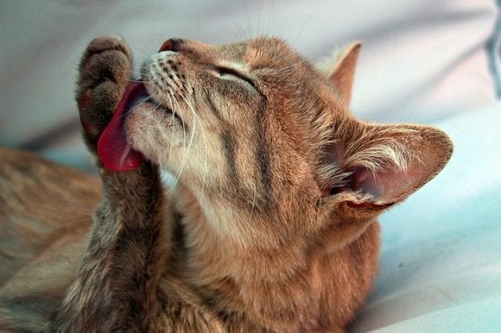 Hairballs 101: What You Should Know About Cats And Hairballs - Cole ...