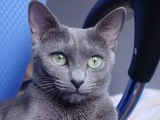 A Fun Collection Of Facts About The Russian Blue Cat Breed - Cole ...