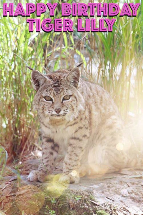 Oldest Resident At Big Cat Rescue; Bobcat Tiger Lilly Celebrates Her ...