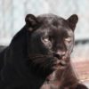 Witness Protection For 4 Big Cats FINALLY Ends After Years Of Secrecy ...