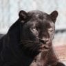 Witness Protection For 4 Big Cats FINALLY Ends After Years Of Secrecy ...
