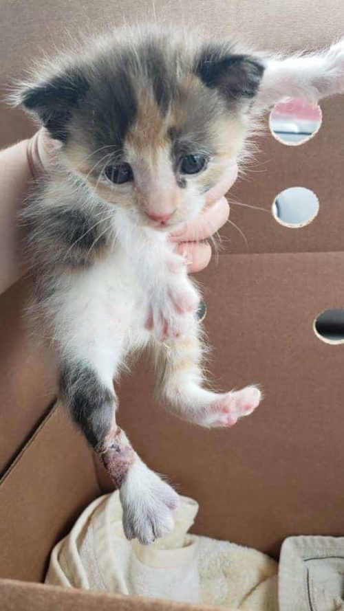 (Happy Tail UPDATE!) 3-Week-Old Kitten Found Hanging Tied To A Tree By ...