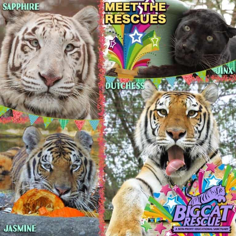 Witness Protection For 4 Big Cats FINALLY Ends After Years Of Secrecy ...