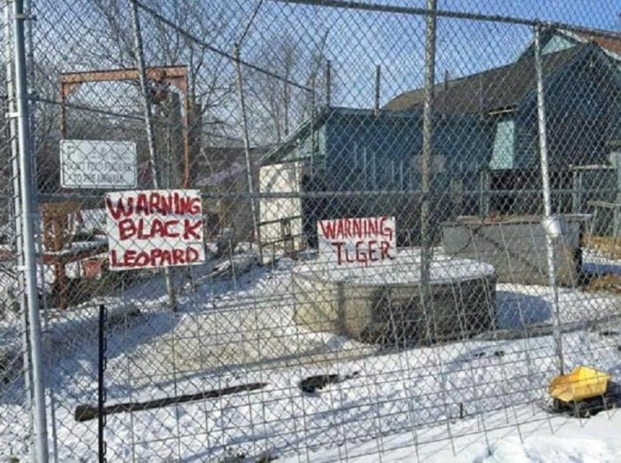 Witness Protection For 4 Big Cats FINALLY Ends After Years Of Secrecy ...