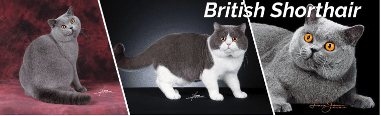 A Fun Collection Of Facts About British Shorthair Cats - Cole & Marmalade