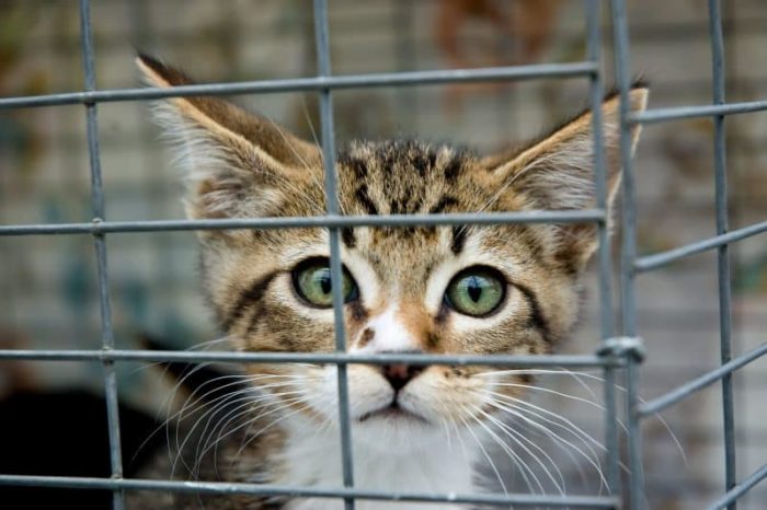 Compassion Fatigue For Animals Rescuers: What You Should Know Before ...