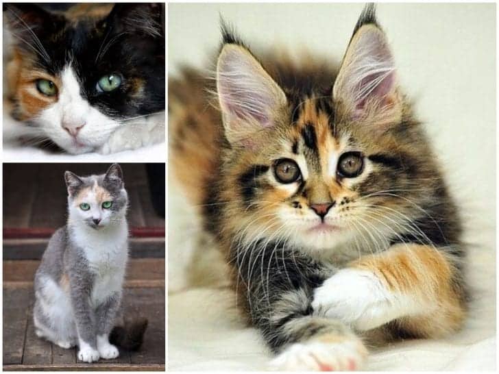 How To Tell The Difference Between Torbie, Tortie, Calico And Tabby ...