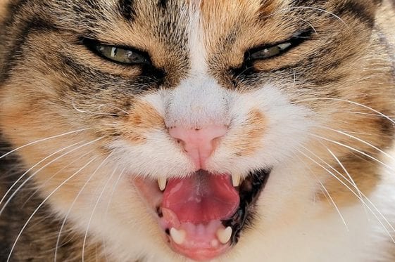 Signs Of Aggression In Cats And How To Help - Cole & Marmalade