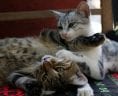 Signs Your Kitty Would Love A Second Cat - Cole & Marmalade