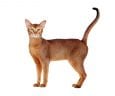 How Studying Your Cat's Tail Can Tell You What They're Thinking - Cole ...
