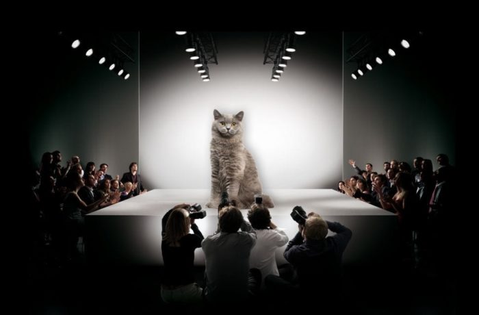 Cats On Runways - Fashion Friendly Felines Steal The Show - Cole ...