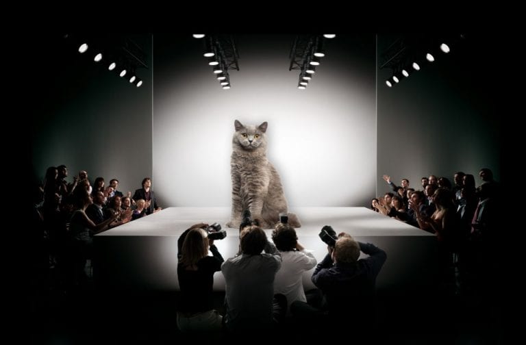 Cats On Runways - Fashion Friendly Felines Steal The Show - Cole ...