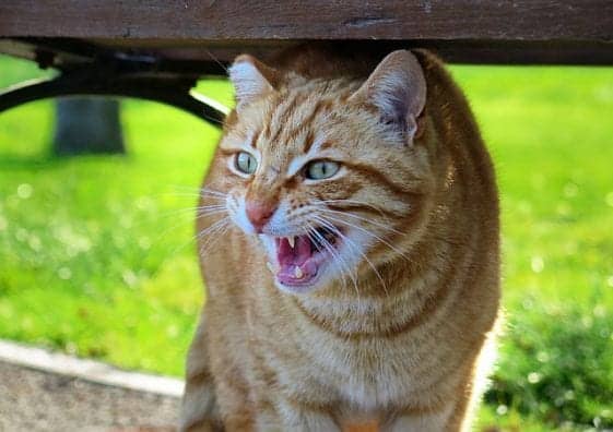 Signs Of Aggression In Cats And How To Help - Cole & Marmalade
