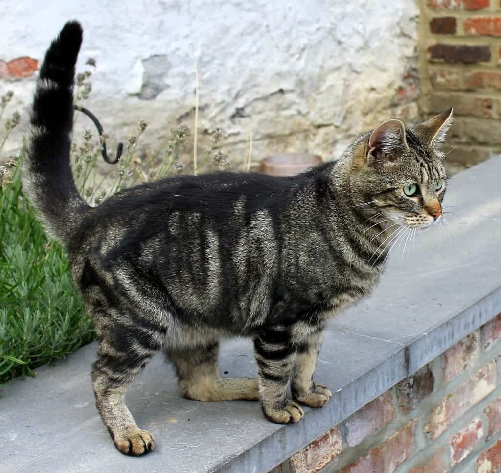 How Studying Your Cat's Tail Can Tell You What They're Thinking - Cole ...