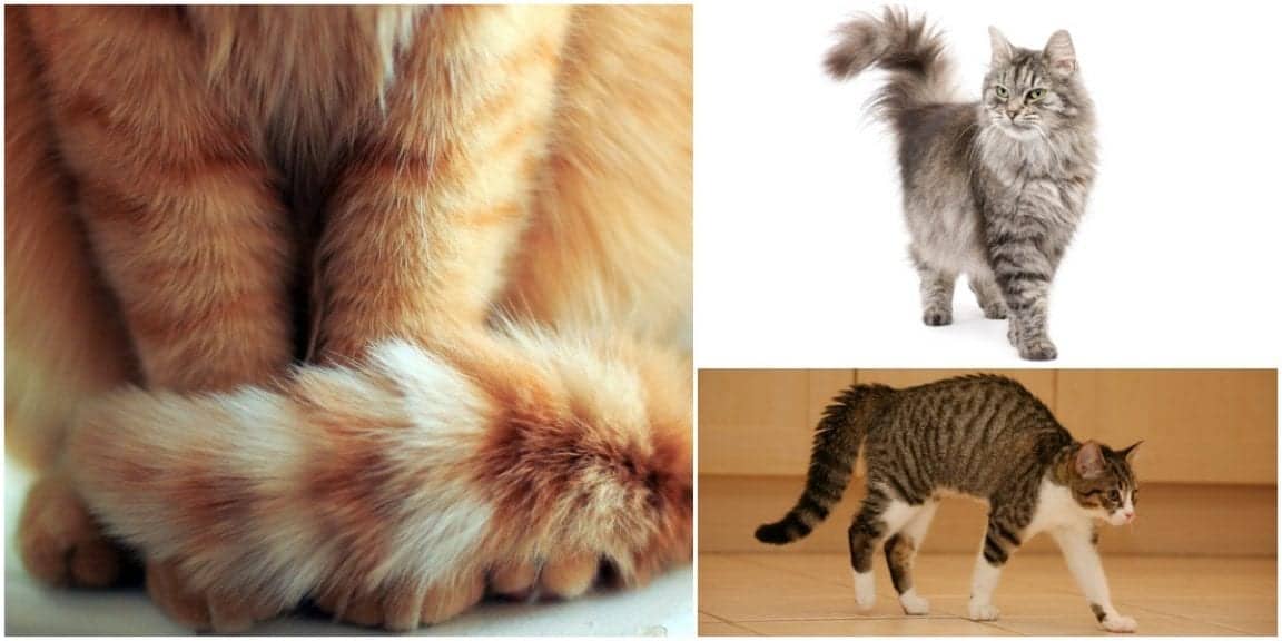 Cat Tails: Fun Facts And Photos Of Kitty Tails From Around The World ...