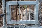 Witness Protection For 4 Big Cats FINALLY Ends After Years Of Secrecy ...