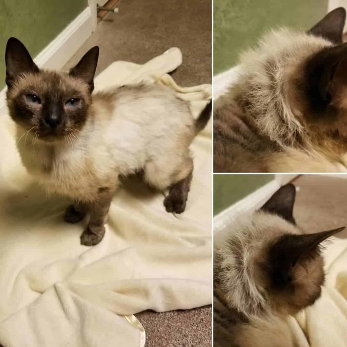 Sweet Stray Siamese Cat With Severe Mange Transforms Into A Gorgeous ...