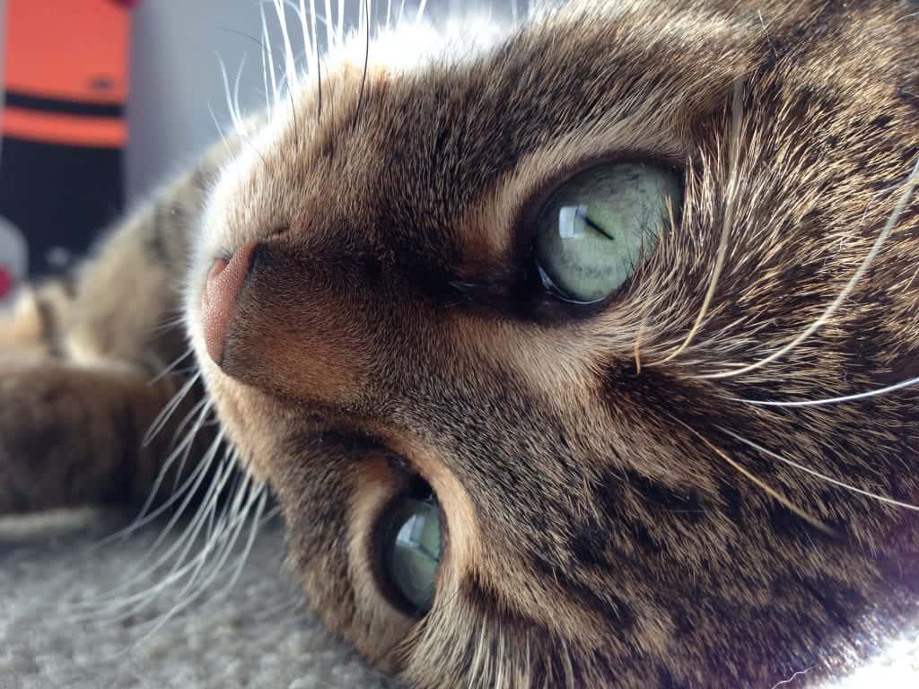 CPR For Cats: What Every Cat Owner Should Know - Cole & Marmalade