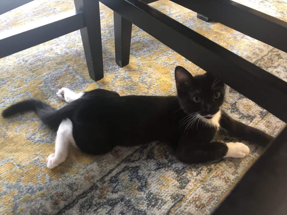 Does Your Cat Sploot? Here's Why Your Feline Likes Sitting Like A Frog ...