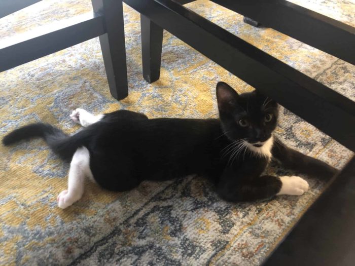 Does Your Cat Sploot? Here's Why Your Feline Likes Sitting Like A Frog ...