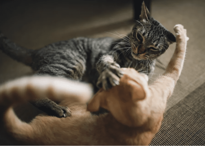 5 Things To Know About Cat Fights - Cole & Marmalade