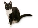 A Collection Of Fun Facts About Tuxedo Cats - Cole & Marmalade
