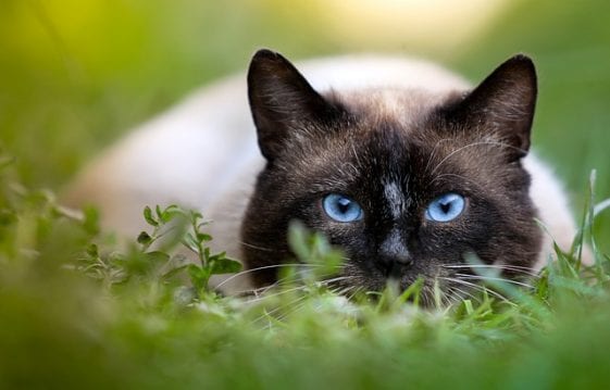 Your Cat Is An Obligate Carnivore. Here's Why They Want You To Remember ...